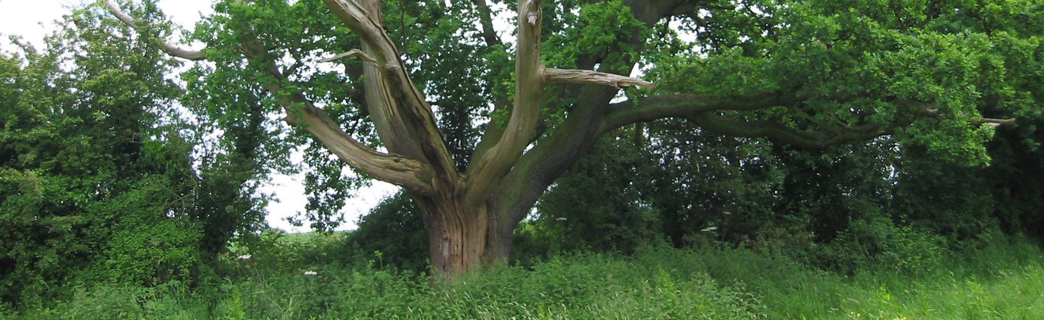 Veteran Trees | Worcester Six